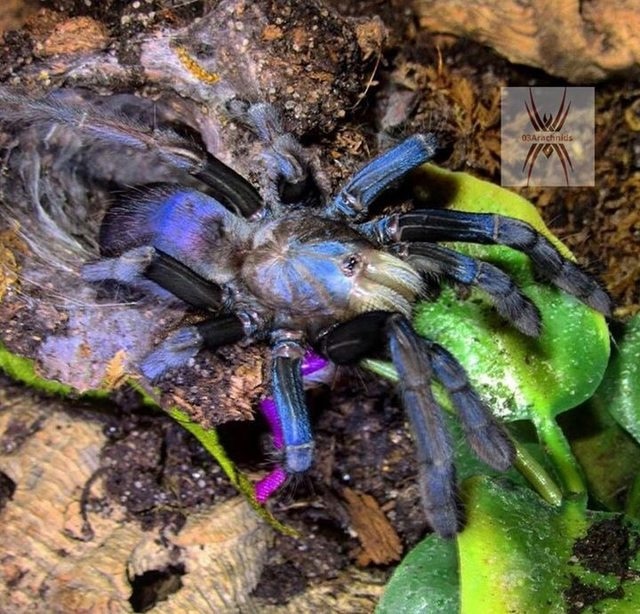 Haploclastus Devamatha Tarantula by 03Arachnids - MorphMarket