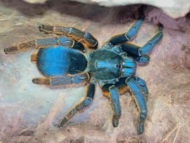 HOT!! Ornithoctoninae Sp. 'Vietnam Silver Tarantula by 03Arachnids ...
