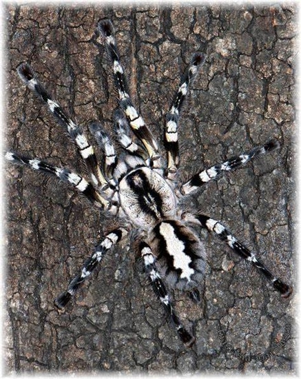 Poecilotheria Regalis Tarantula by 03Arachnids