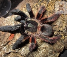 Psalmopoeus Victori (Mexican Half & Half) Tarantula by 03Arachnids ...
