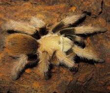 Aphonopelma Chalcodes Tarantula by 03Arachnids - MorphMarket