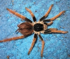 Megaphobema Robustum (Colombian Giant Redleg) Tarantula by 03Arachnids ...