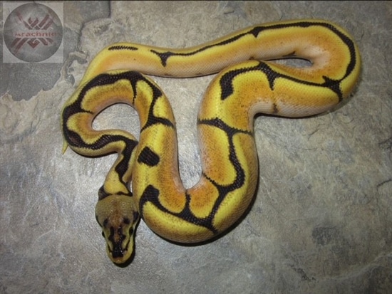 Orange Dream Yellow Belly Spider Ball Python by 03Arachnids