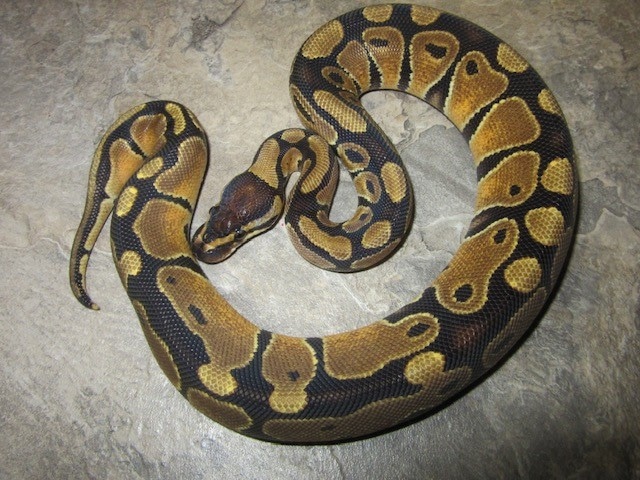 Normal HET Clown Ball Python by 03Arachnids - MorphMarket