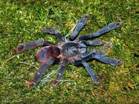 Amazoniuss Burgessi (Ghost Tree Spider) Tarantula by 03Arachnids