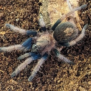 Bonnetina Minax (Mexican Copperhead) Tarantula by 03Arachnids
