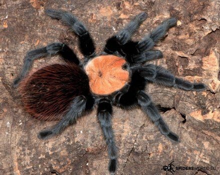 Brachypelma Albiceps (Mexican Golden Red-rump) Tarantula by 03Arachnids