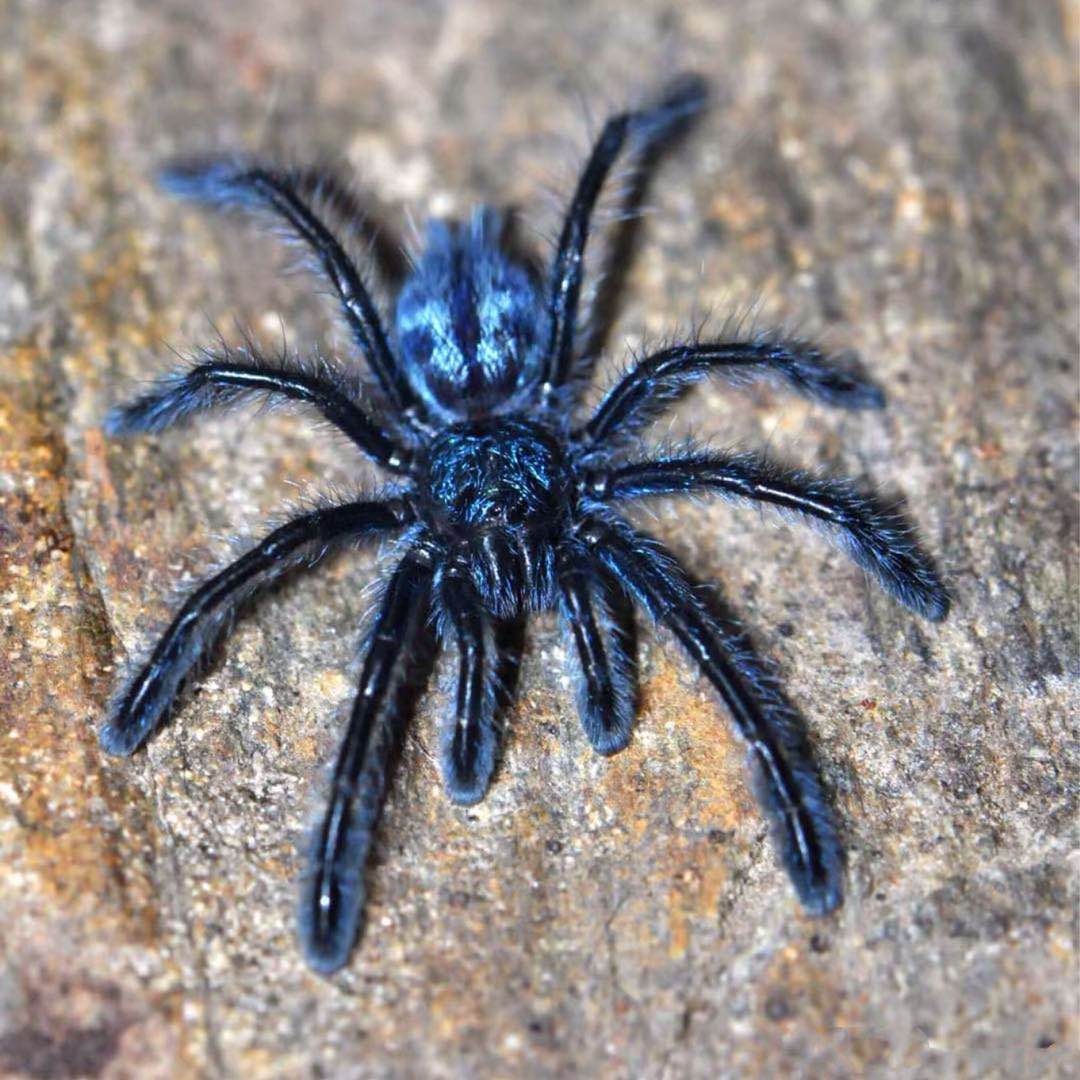 Caribena Laeta (Puerto Rican Pink-toe) Tarantula by 03Arachnids ...
