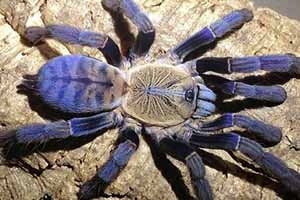 Cyriopagopus (Lampropelma) Sp. 'Hati Hati' (Bornean Purple Earth Tiger ...