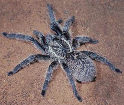 Aphonopelma Sp 'Diamondback Tarantula by 03Arachnids - MorphMarket