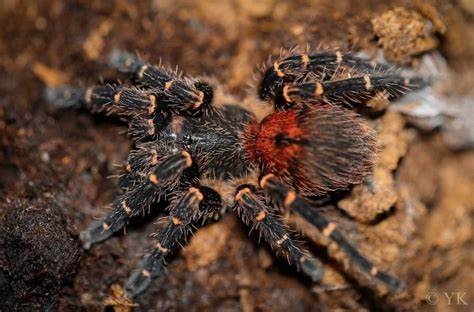 Neischnocolus Sp. 'Panama' (Panamanian Gold-banded Sunburst Dwarf ...