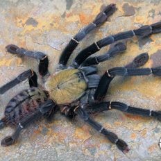 Omothymus Schioedtei (Malaysian Earth Tiger) Tarantula by 03Arachnids ...