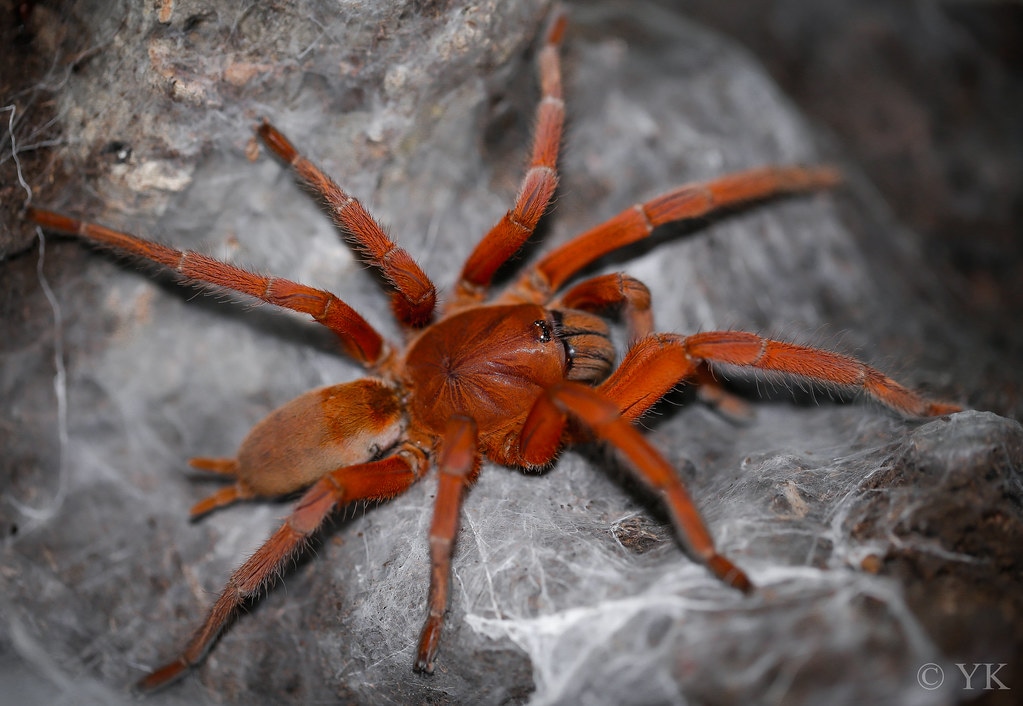 Orphnaecus Philippinus (Philippine Tangerine) Tarantula by 03Arachnids ...