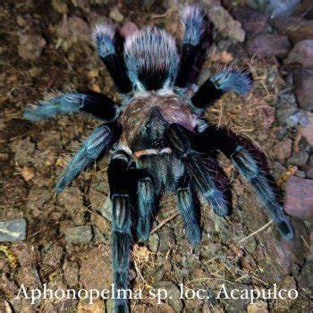 Tliltocatl Kahlenbergi (Veracruz Red Rump) Tarantula by 03Arachnids ...