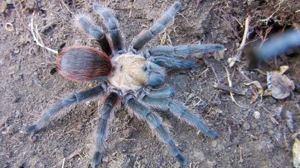 Aphonopelma Hentzi (Texas Brown) Tarantula by 03Arachnids - MorphMarket