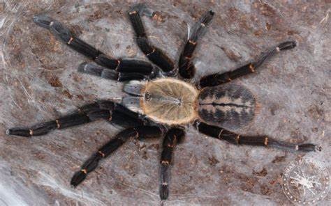 Cyriopagopus (Formerly Haplopelma) Sp. "Bach Ma' (Bach Ma Earth Tiger ...
