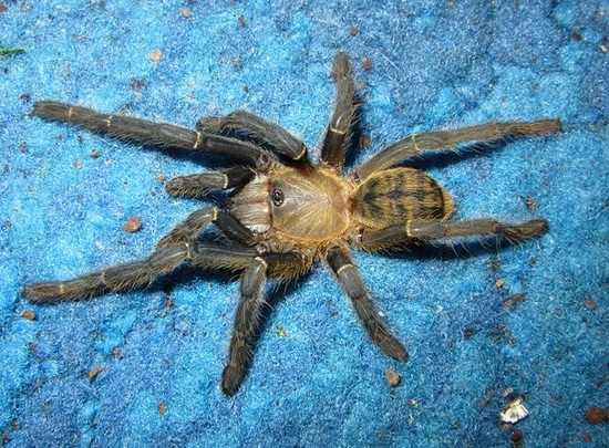 Cyriopagopus Hainanus (Chinese Bird Spider) Tarantula by 03Arachnids