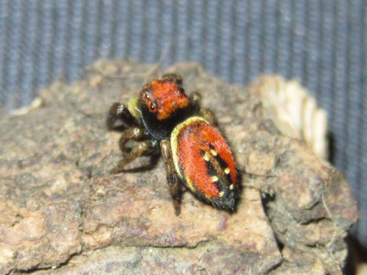 Phidippus Apacheanus (Apache Jumping Spider) True Spider by 03Arachnids ...