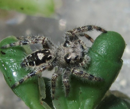 Habronattus Orbus (Orbus Paradise Jumping Spider) True Spider by ...