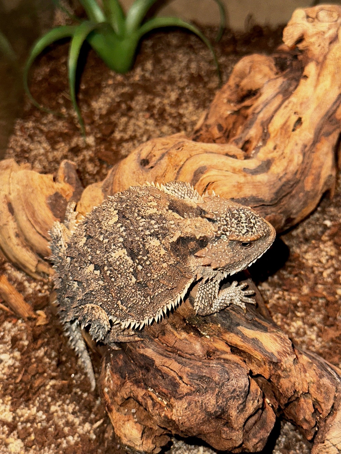Regal Horned Lizard (Phrynosoma Solare) More Lizard by 03Arachnids ...