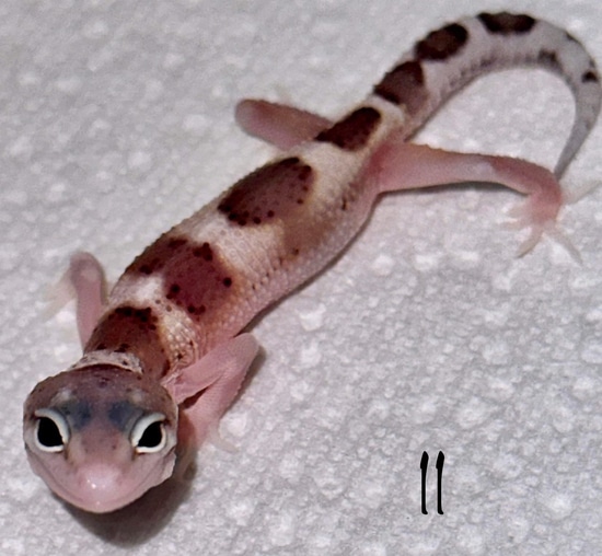 Mac Snow Het Raptor Leopard Gecko by 03Arachnids