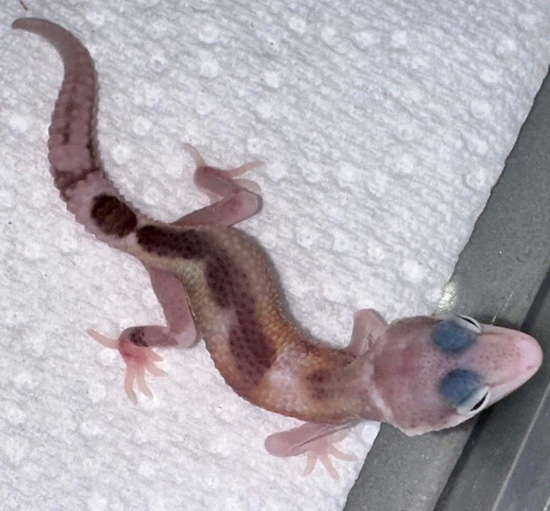 Mac Snow Het Raptor Leopard Gecko by 03Arachnids