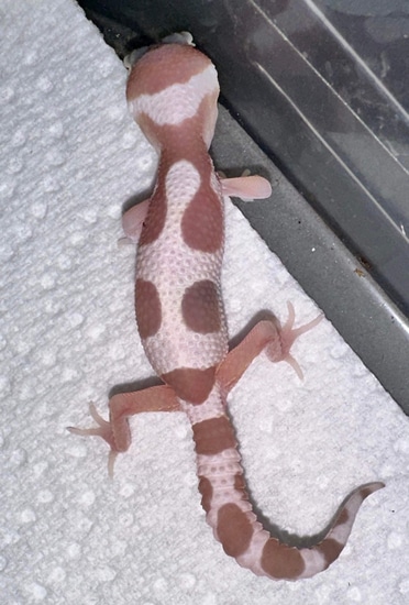 Mac Snow Pos High Yellow Leopard Gecko by 03Arachnids