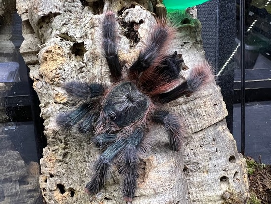 Avicularia Braunshauseni (Goliath Pink Toe) Tarantula by 03Arachnids