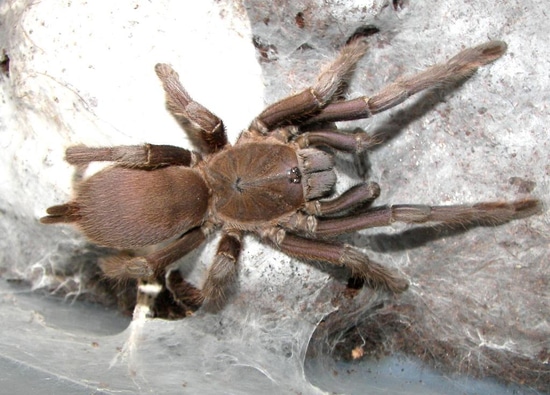 Chilobrachys Guangxiensis Tarantula by 03Arachnids