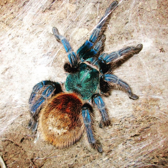 Chromatopelma Cyaneopubescens (GBB) Tarantula by 03Arachnids