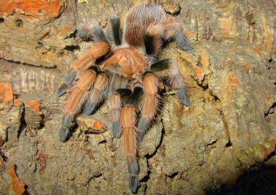 Aphonopelma Chalcodes 'New River Tarantula by 03Arachnids