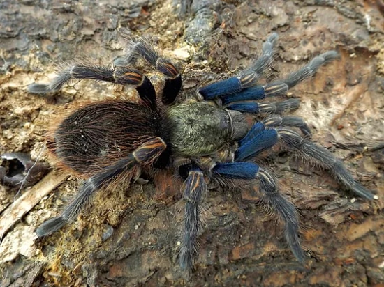 Euathlus Truculentus ‘Blue Tarantula by 03Arachnids