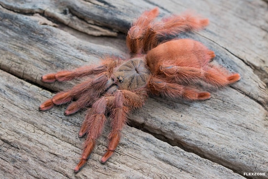 Amazonius Germani Tarantula by 03Arachnids