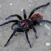 Xenesthis Intermedia Amazon Blue Bloom Tarantula by 03Arachnids
