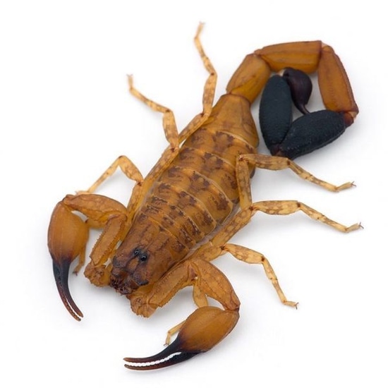 Tityus Smithii Lesser Antilles Thick-tailed Scorpion by 03Arachnids