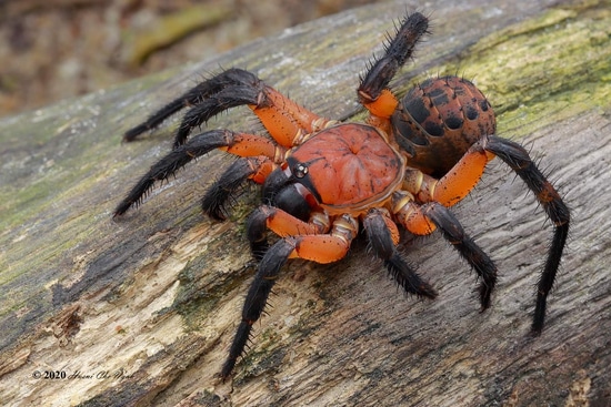 Liphistius Sp. 'Khao Luang' Orange Orange Armored Trapdoor Spider by ...