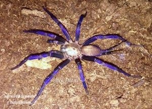 Linothele Sericata (Ex Megatheloides ) Colombian Blue Funnel Web Other ...