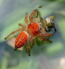 Phidippus Cardinalis (Cardinal Jumping Spider) 4i Slings (3x PACK) by ...