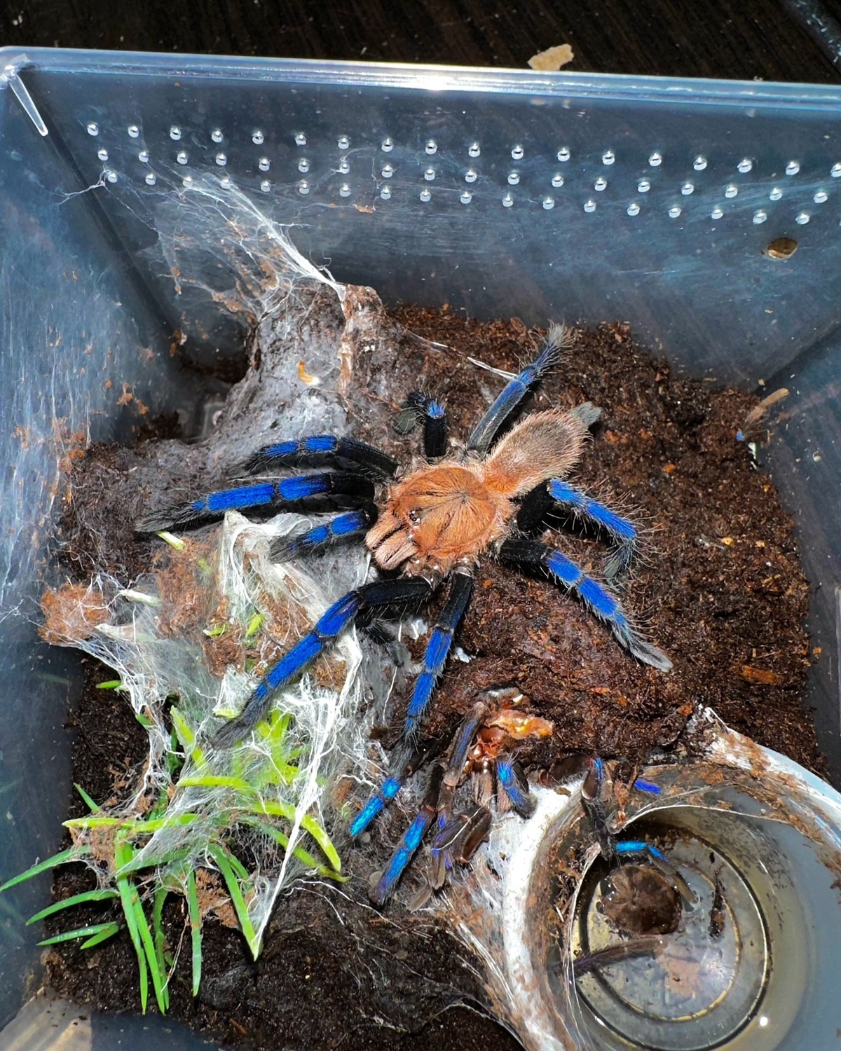 Birupes simoroxigorum