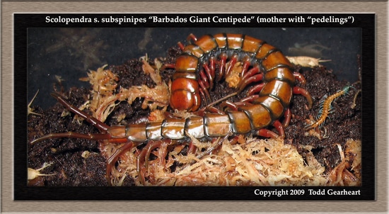 Scolopendra Subspinipes (Barbados) Centipede by 03Arachnids