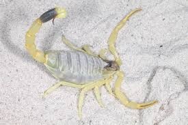 Leiurus Heberti 'Yellow Scorpion by 03Arachnids