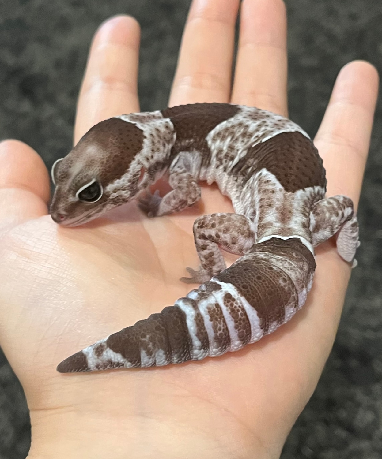 2021 Banded Oreo Female Pos Het Patternless African Fat-Tailed Gecko by ...