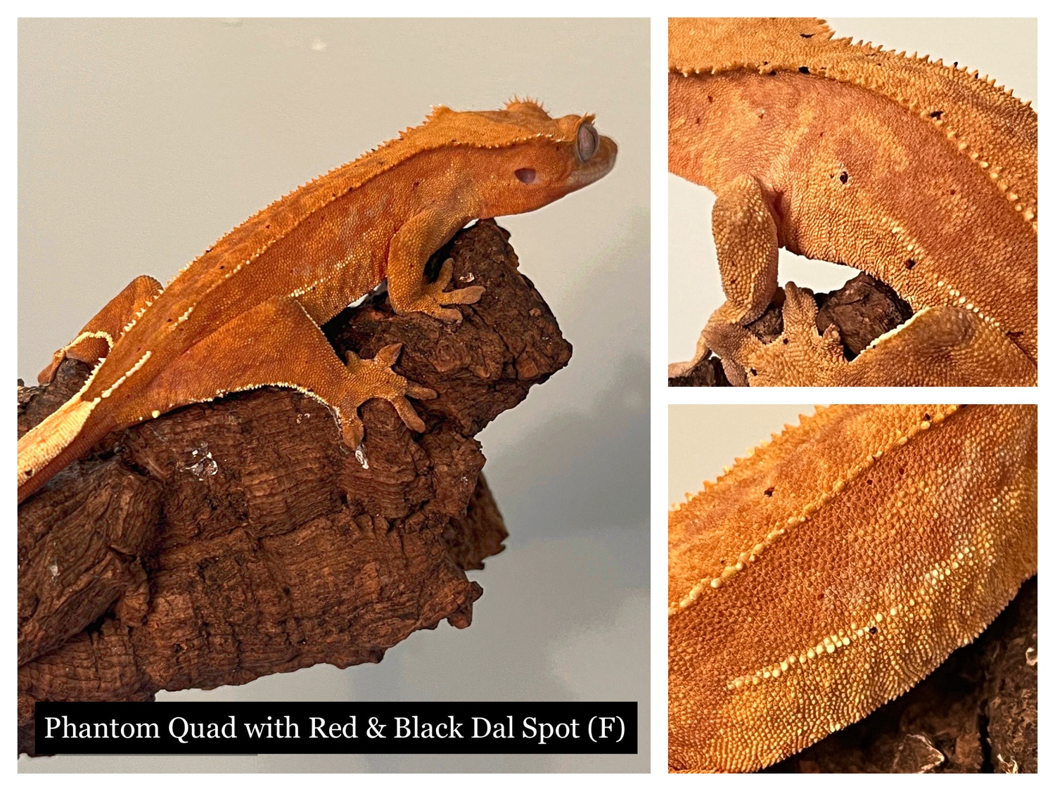 Phantom Quad Pin With Red & Black Spots Crested Gecko by Poltergeist ...