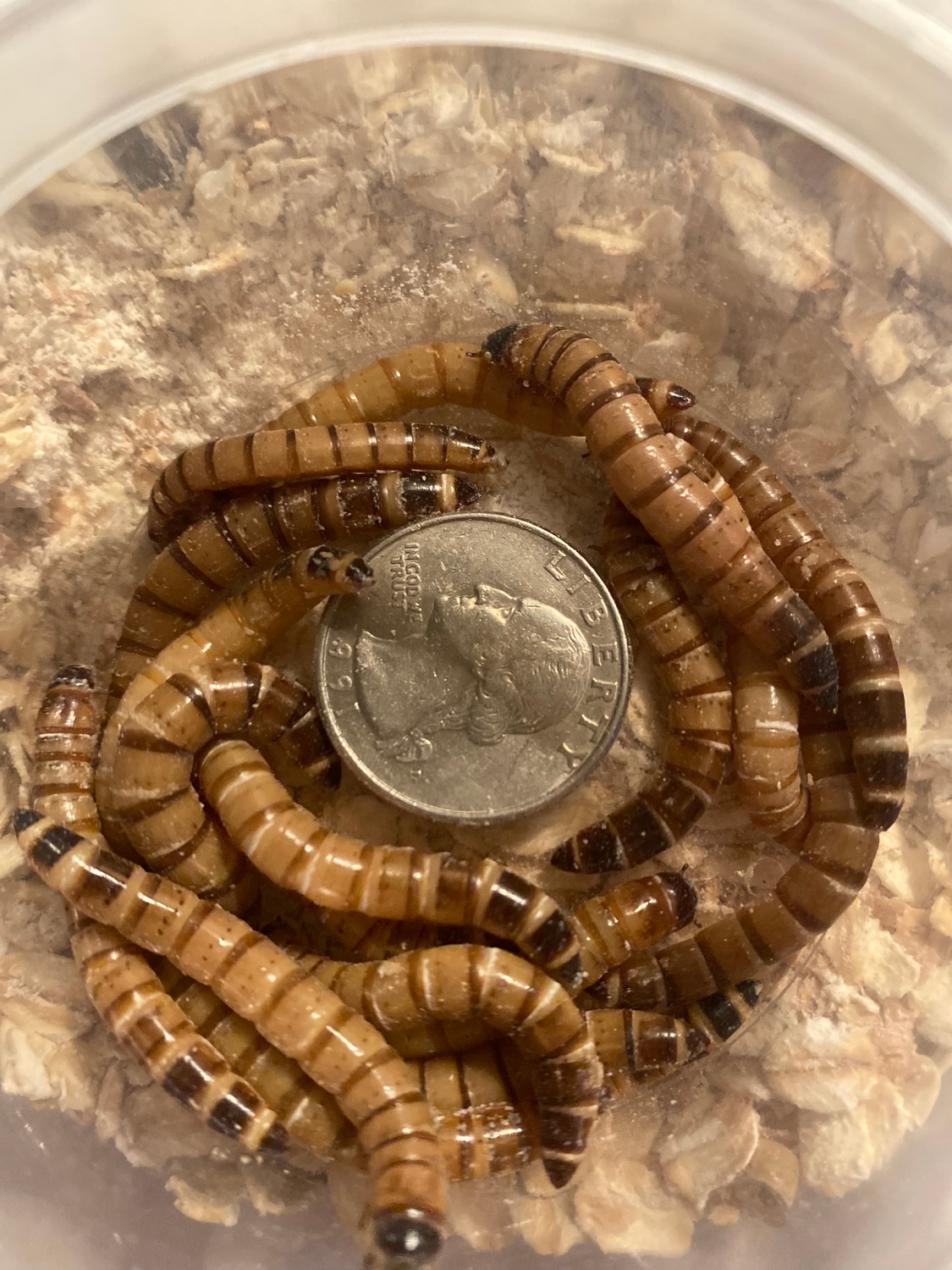 25 Large Superworms Other Invertebrate by Dubias Isopods And More - MorphMarket