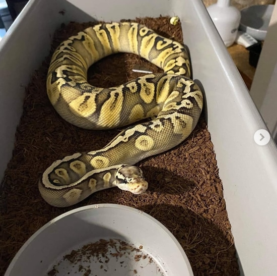 Super Pastel Ghi Ball Python by J&C reptiles