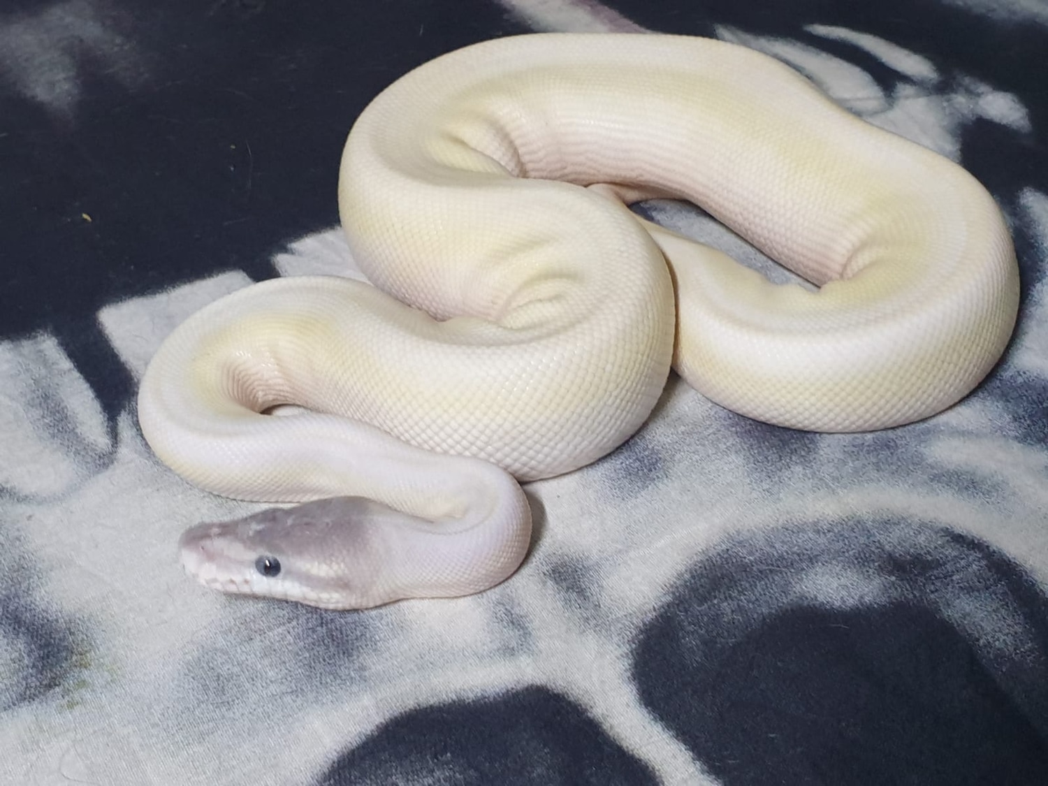 Blue Eyed Leucistic Super Mojave Ball Python by Mama Medusa - MorphMarket