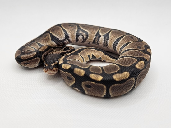 Normal Ball Python by Clayton's Ball Pythons