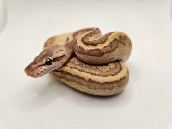 Leopard Lesser Pastel Ball Python by Clayton's Ball Pythons