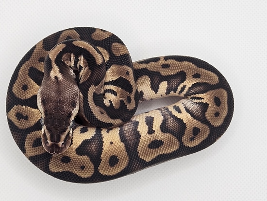 Pastel Leopard Ball Python by Clayton's Ball Pythons