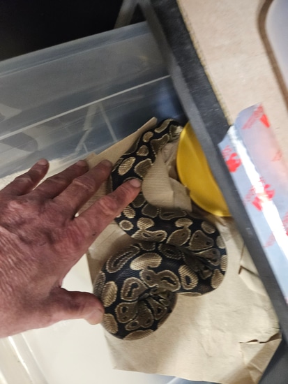 Normal Male Ball Python by Clayton's Ball Pythons
